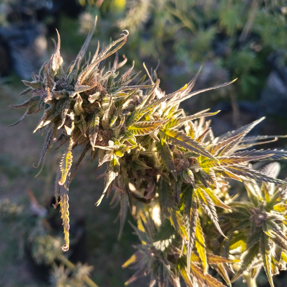 Purple Jack - Outdoor – Holy Basil