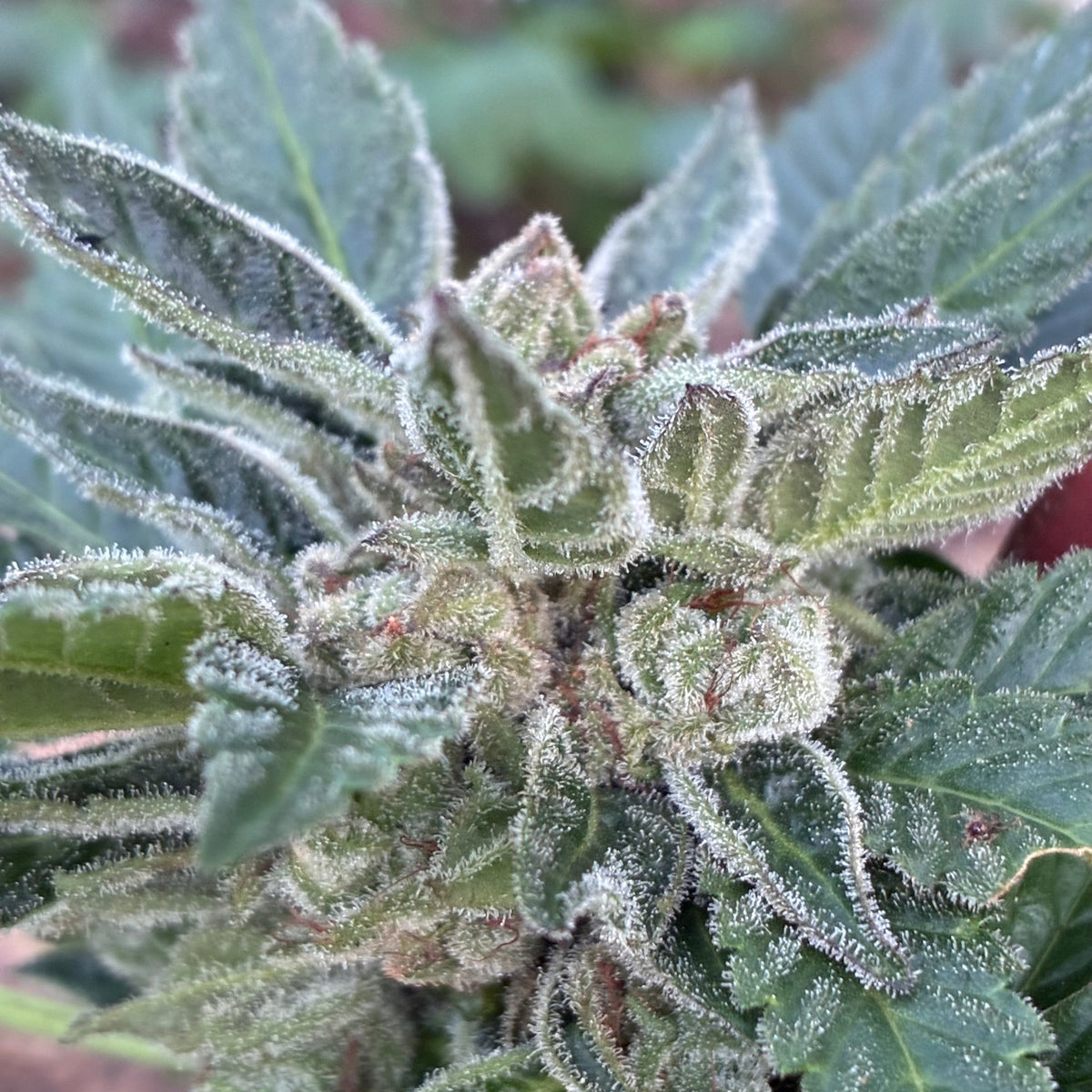 Smiley Face - Greenhouse – Holy Basil